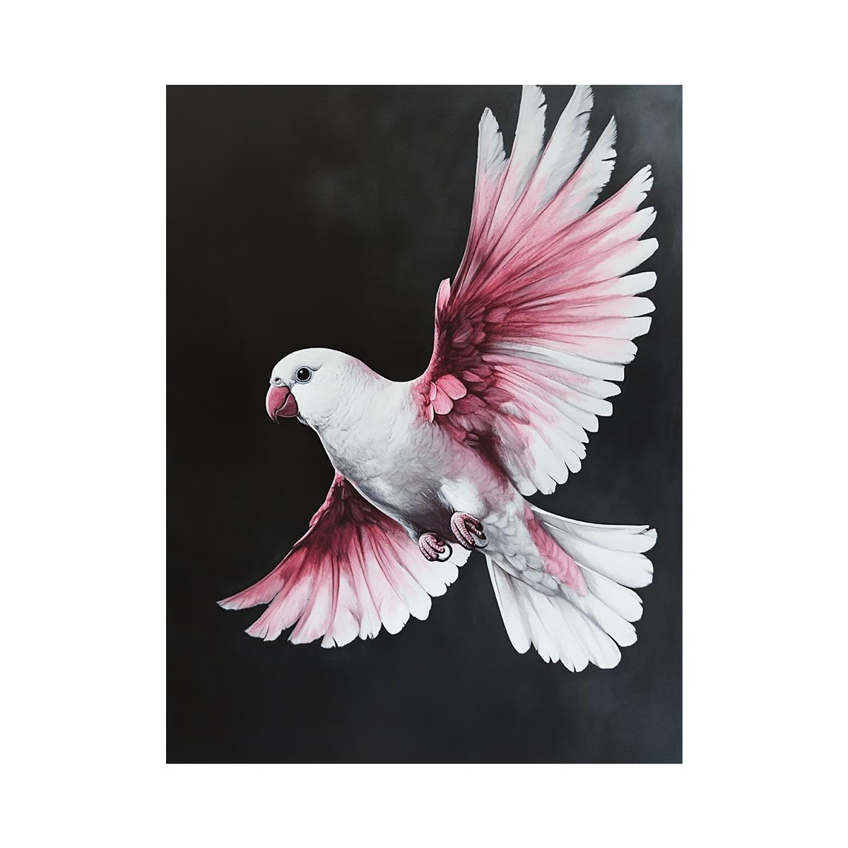 Galah Bird – Canvas Art Prints